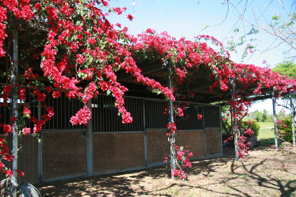Farm Therapy - Equusports International